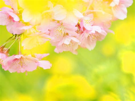 河津桜菜花 GANREF