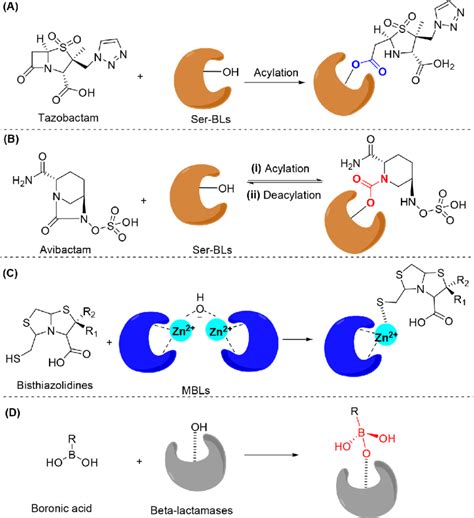 Zinc Ion Beta Lactamase At Samuel Moysey Blog