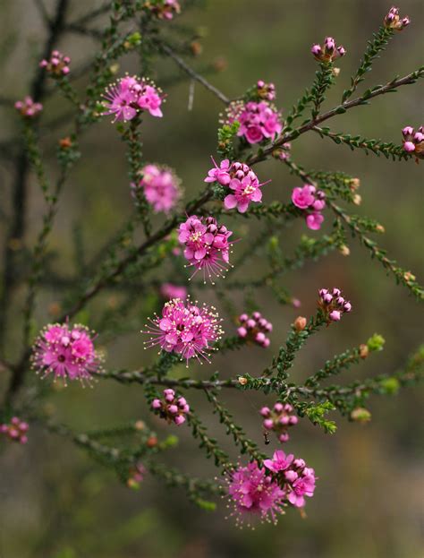 Kunzea A Species Of Kunzea Photographed Along The Road Be Flickr