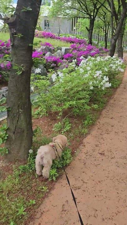 자연함께 망고는 행복~♡ Youtube