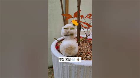 머리에 꽃 꽂은 눈사람 ⛄️ 오늘 오전 부산 눈이 내리다 🌨 Youtube