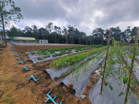 អ្នកឧកញ៉ា សួរ វីរៈ បង្កើតរោងចក្រជីកសិកម្ម អាចផលិតបាន ២០០តោនក្នុងមួយថ្ងៃ លក់តម្លៃក្រោមទីផ្សារ