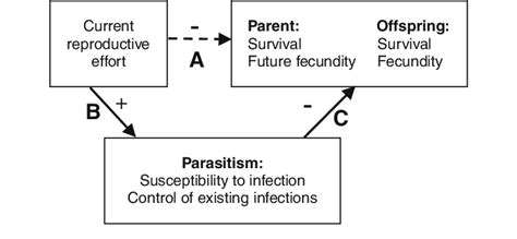 The Potential Role Of Parasites In Reproductive Trade Offs