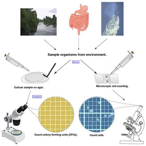 Great Plate Count Anomaly Microbiology At Jerry Demelo Blog