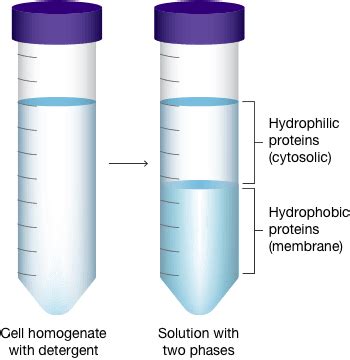Cell Lysis Buffer Recipe For Western Blot Protocol Deporecipe Co