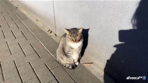 고양이가 없어진 고양이 마을 야네센 야방 신입 일본인 Soop Vod