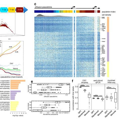 Diffusion Pseudotime Reveals Temporal Ordering And Cellular Decisions