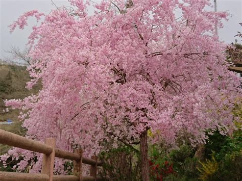 轟フジ農村公園の枝垂れ桜 観光スポット 公式福岡県の観光 旅行情報サイトクロスロードふくおか