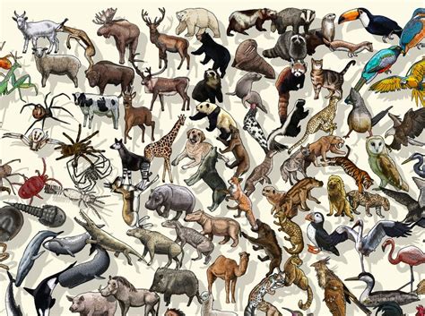 Darwinian Evolution Poster Phylogenetic Tree Of Life Art Etsy