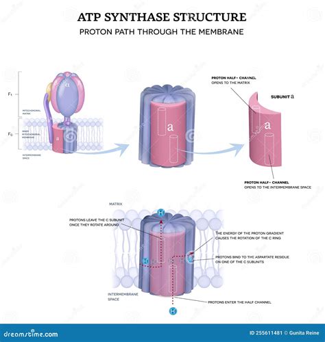Atp Synthase Structure And Proton Path Stock Vector Illustration Of