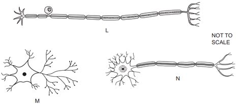 Igcse Biology 0610 14 1 Coordination And Response Igcse Style Questions Paper 1