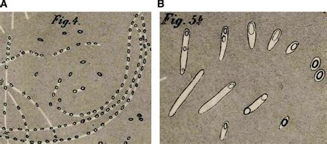 Early Depictions Of Sporulation And Germination In Bacillus Spp In One