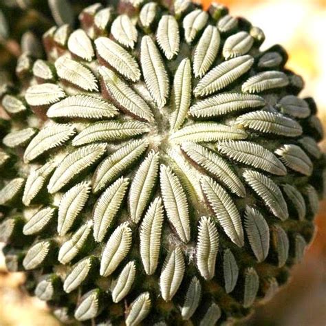 The Flying Tortoise The Fibonacci Sequence And The Incredibly Intricate Geometry Of Nature
