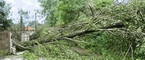 How To Prepare Your Trees For Wind Damage Viva Trees
