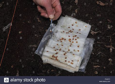 Planting Pregerminated Parsnip Seeds Step 8 Select Germinated Seeds For Planting Using Tweezers
