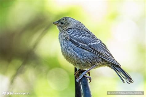 雏鸟摄影图鸟类生物世界摄影图库昵图网