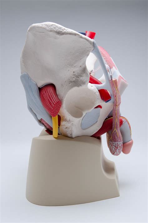 Male Pelvis With Ligaments Vessels Nerves Pelvic Floor And Organs 7