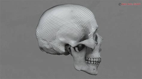 Human Skull 3d Model 99 Max Free3d