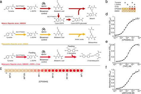 A Gpcr Based Yeast Biosensor For Biomedical Biotechnological And Point Of Use Cannabinoid