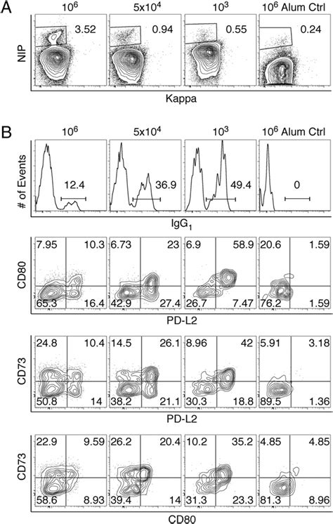 Memory B Cell Subset Formation Is Influenced By Naive Precursor Download Scientific Diagram