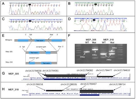 Validation Of Two Cryptic Splicing Mutation Alleles Validation Of Two