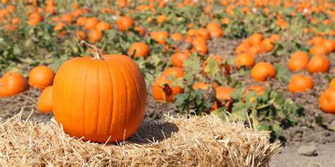 Гарбуз — Коли сіяти і як садити у ґрунт в Україні 2025 року найкращі дати підготовка ґрунту Nv