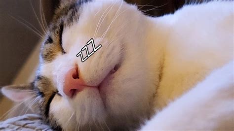 집사 옆에 와서 잠자는 귀여운 고양이 Youtube