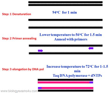 Pcr Short Notes Definition Requirements Steps And Applications