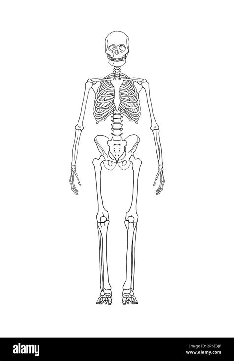 Skeletal System Easy To Draw