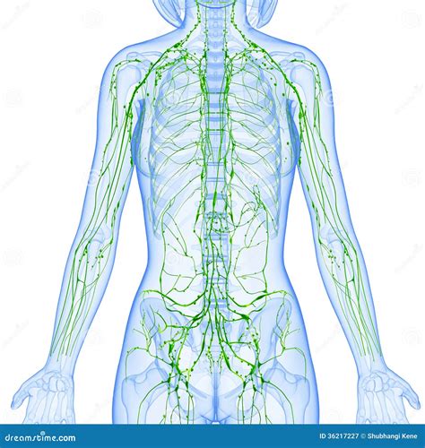 Female Lymphatic System X Ray Royalty Free Illustration Cartoondealer