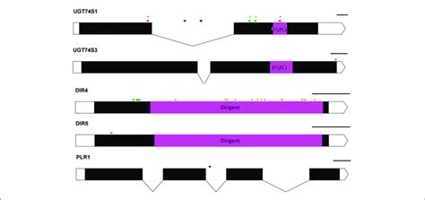 Distribution Of Ems Induced Mutations On Five Genes Of The 11 Custom