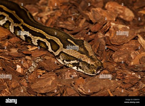 Burmese Python Python Bivittatus Aka Python Molurus Native South East