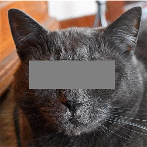 Regularization By Texts For Latent Inverse Solvers