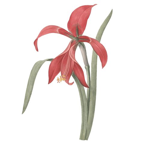 Plants Header Png Without Watermark On
