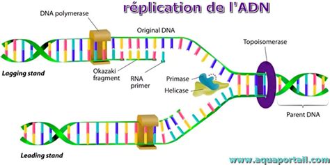 Duplication Définition Et Explications