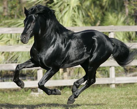 Black Andalusian Horses