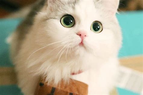 猫经常生病怎么办IGY免疫营养膏对猫咪免疫力有多大作用 主人