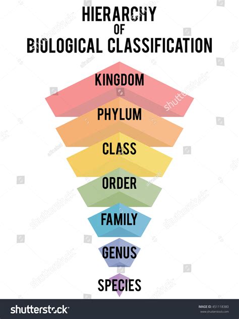 Binomial Nomenclature Over 9 Royalty Free Licensable Stock Vectors