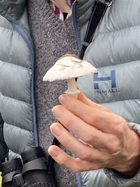 White Dapperling From Miami University Oxford Oh Us On October 16 2023 At 10 54 Am By