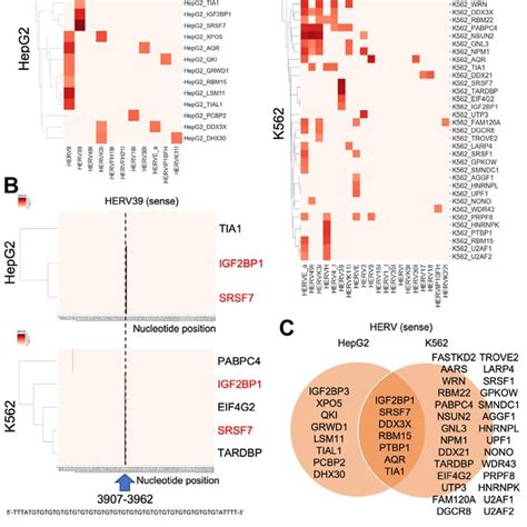 Analysis Of Rbp Binding Patterns On Herv Subfamilies With Nucleotides Download Scientific