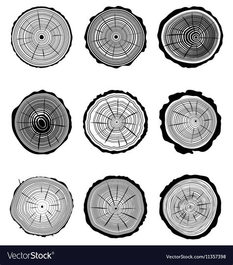 Cross Section Of Trunk Royalty Free Vector Image