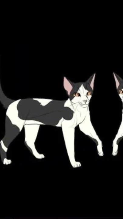 Cat Edit Warriorcats Prędka łapa 🐾 Youtube