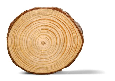 Premium Photo Log Cross Section