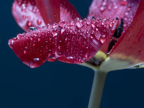Rain Lily Premium Ai Generated Image