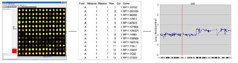 2 Bac Array Based Comparative Genomic Hybridization Image And Data