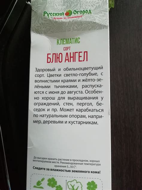 Клематис Блю ангел | отзывы