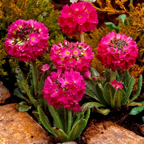 Primula Denticulata Ruby