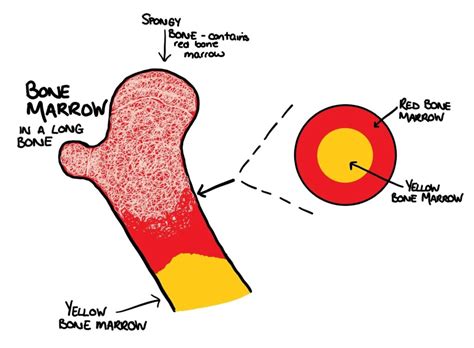 What Is The Difference Between Red And Yellow Bone Marrow Centre Of