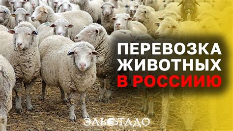 Перевозка овец из Европы Племенные бараны и овцы Карантин животных Овцеводство как бизнес