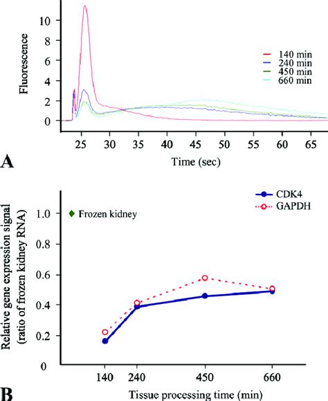 Rna Quality Profiles From Different Tissue Processing Times